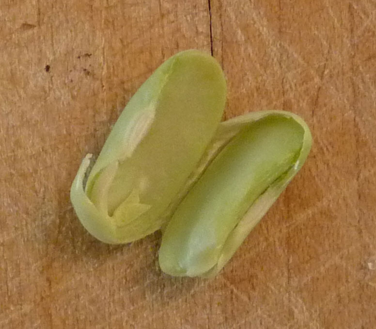 seed dissection | From Dirt to Dinner