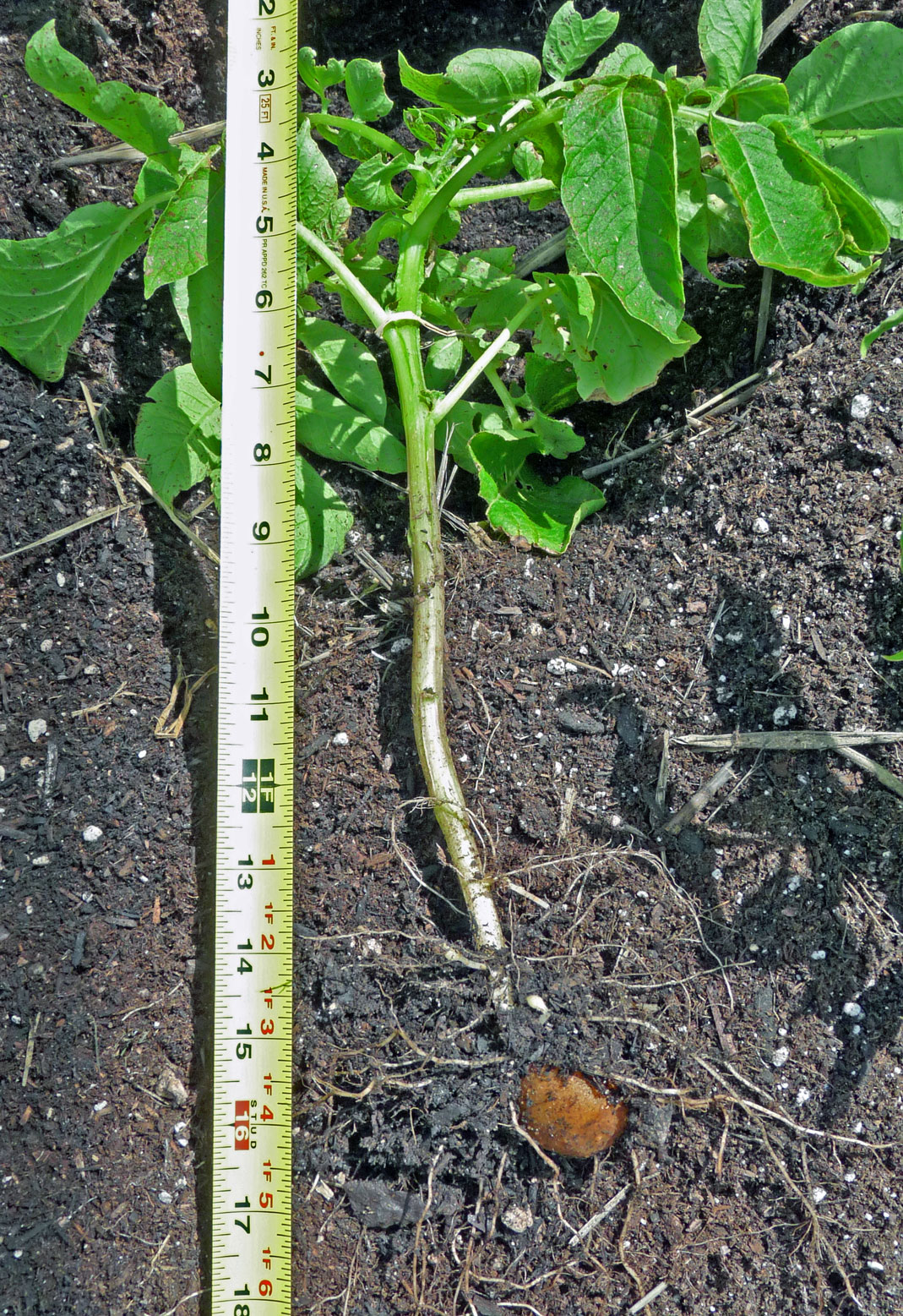 tall potato varieties | From Dirt to Dinner